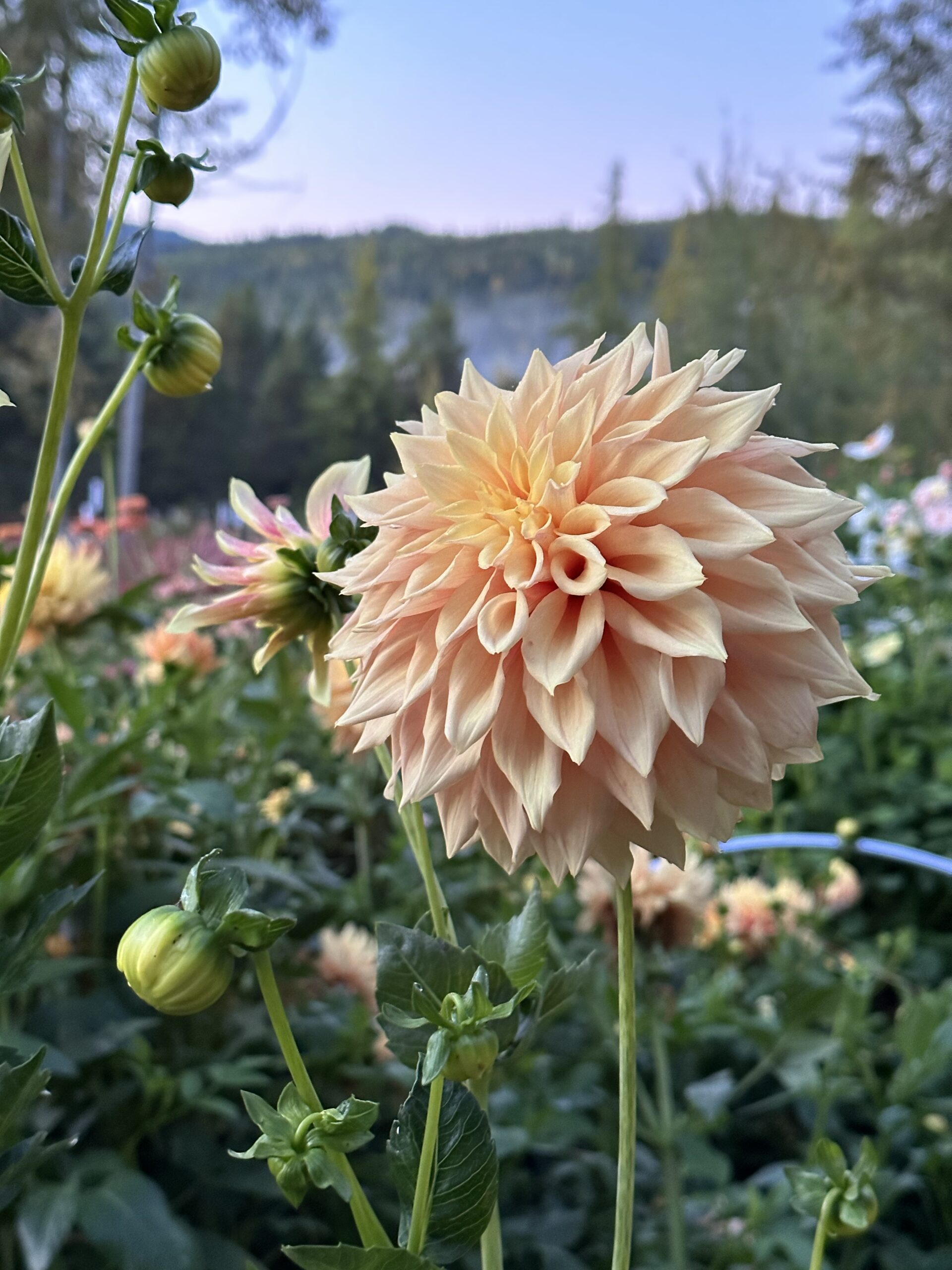 Growing Dahlias | Inland Northwest farm and floral design
